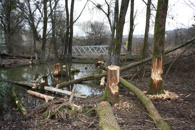An der Hörbranzer Mühlbachmündung in den Bodensee sind Biber am Werk ...
